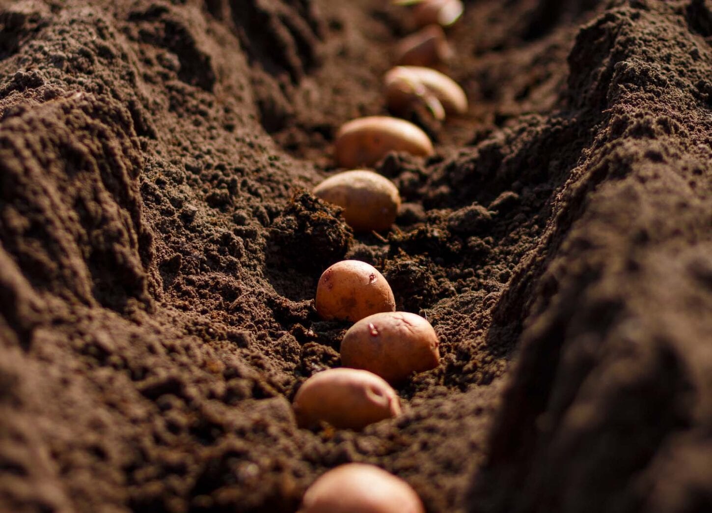 Engineer Q&A: Potato Bruising - Wyma Solutions