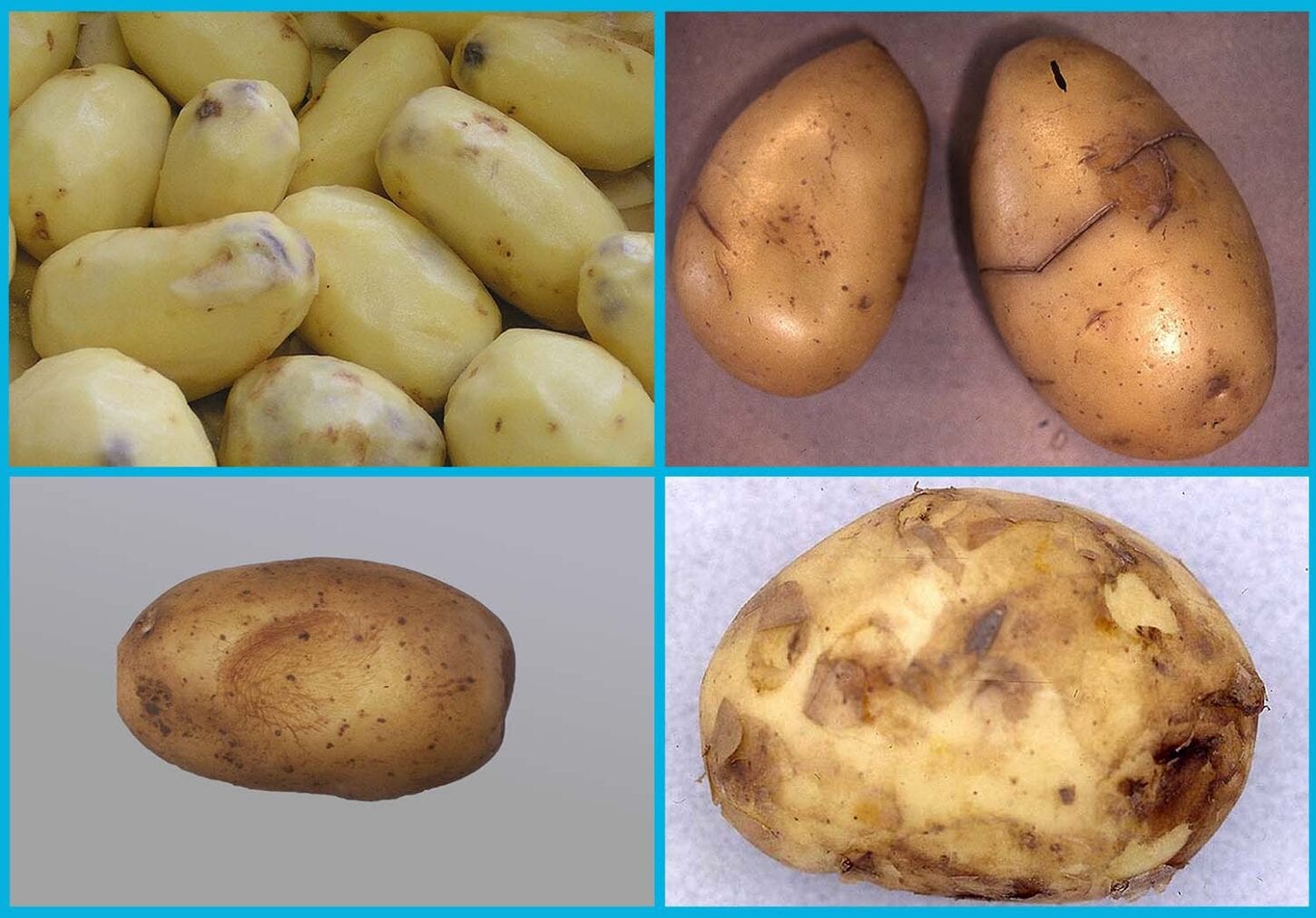 Engineer Q&A: Potato Bruising - Wyma Solutions