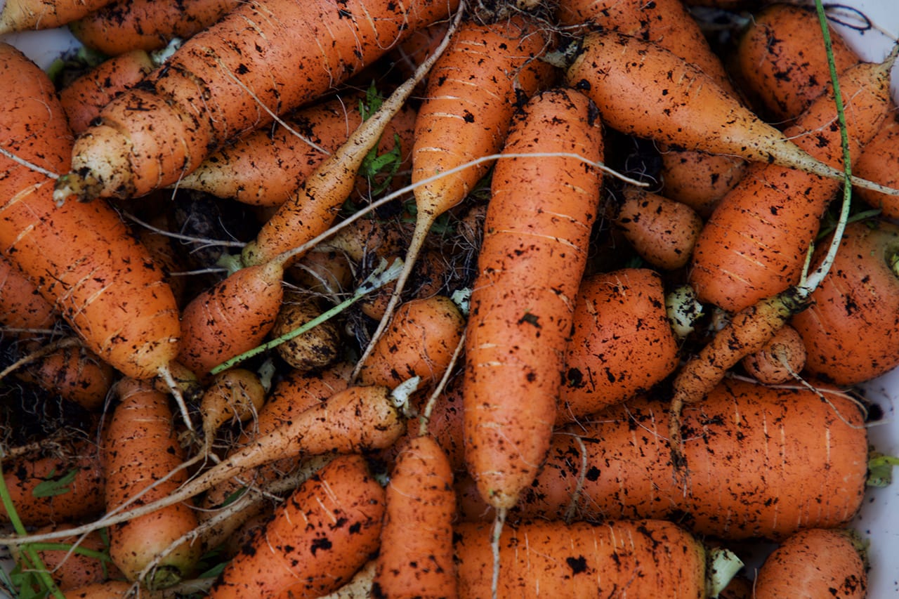 Engineer Q&A: Keeping Carrots Fresh - Wyma Solutions